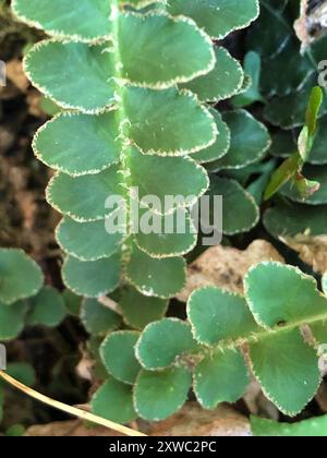 Rustyback (Asplenium ceterach) Plantae Stock Photo - Alamy