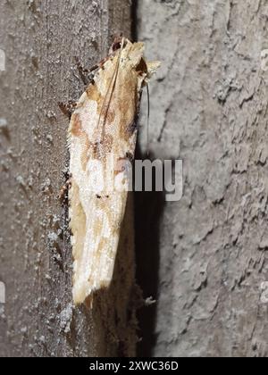 Sharp-Tipped Bell Moth (Epalxiphora axenana), Insecta, Manaia, New ...