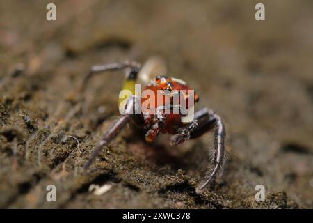 Sylvan Jumping Spider (Colonus sylvanus) Arachnida Stock Photo - Alamy