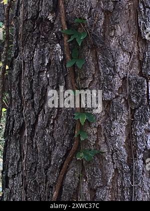 cross vine (Bignonia capreolata) Plantae Stock Photo - Alamy