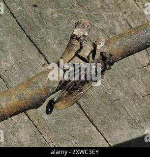 Northeastern Hammertail (Efferia aestuans) Insecta Stock Photo - Alamy