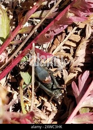 Mormon Cricket (Anabrus simplex) Insecta Stock Photo - Alamy