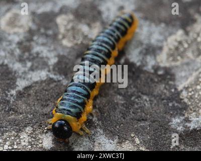 (Macremphytus tarsatus) Insecta Stock Photo - Alamy