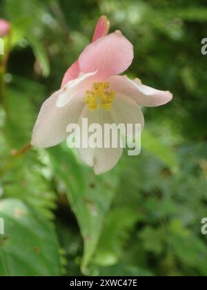 Formosana begonia (Begonia formosana) Plantae Stock Photo - Alamy