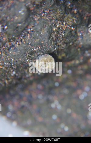 (Tectarius striatus) Mollusca Stock Photo - Alamy