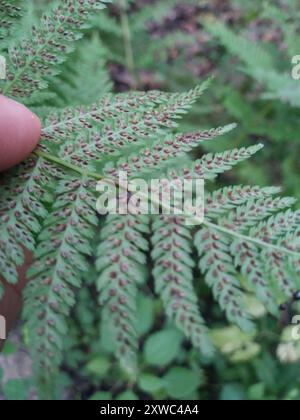 Athyrium sect. Athyrium (Athyrium) Plantae Stock Photo - Alamy