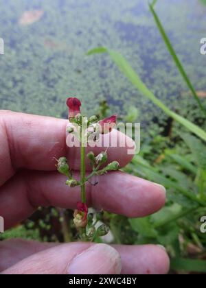 Water Figwort (Scrophularia auriculata) Plantae Stock Photo - Alamy