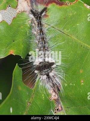 Powdered Dagger (Acronicta impleta) Insecta Stock Photo - Alamy