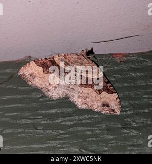 (Xanthorhoe defensaria) Insecta Stock Photo - Alamy