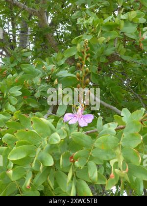African teak (Baikiaea plurijuga) Plantae Stock Photo - Alamy