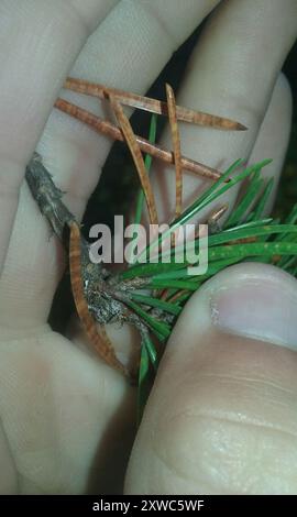 Jack pine (Pinus banksiana) Plantae Stock Photo - Alamy