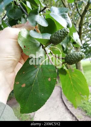 Italian alder (Alnus cordata) Plantae Stock Photo - Alamy