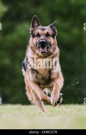 German Shepherd (Canis familiaris) running Stock Photo - Alamy