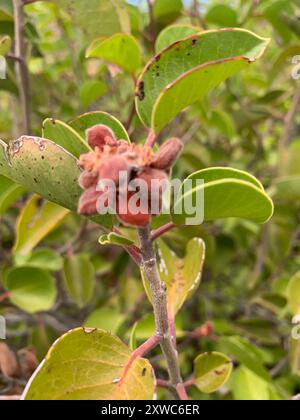 sugar bush (Rhus ovata) Plantae Stock Photo - Alamy