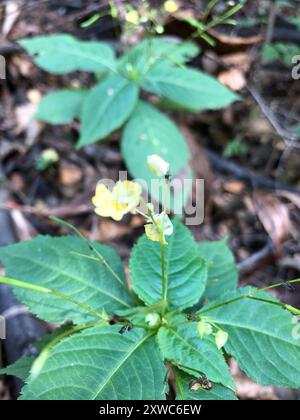 small balsam (Impatiens parviflora) Plantae Stock Photo - Alamy