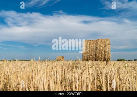Strapped hay compressed in the cylindrical bale in a farm field ...