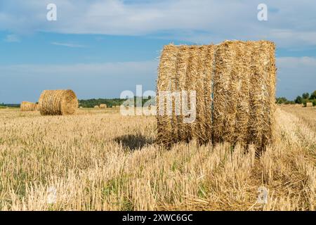 Strapped hay compressed in the cylindrical bale in a farm field ...