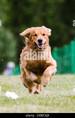 Golden Retriever Running Lure Course Dog Sport Stock Photo - Alamy
