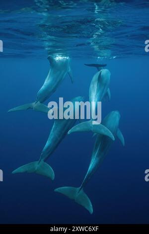 Dolphins swimming inside the barrier reef of Mayotte lagoon Indian ...