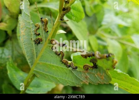 striped alder sawfly (Hemichroa crocea) Insecta Stock Photo - Alamy