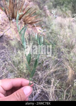 Blue Milkwort (Hebecarpa barbeyana) Plantae Stock Photo - Alamy