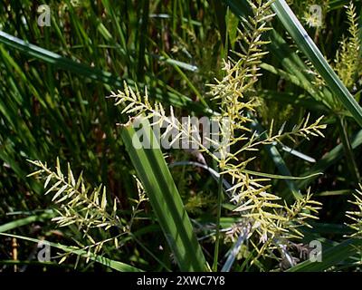 Fig Sedge (Cyperus dives), Plantae, Howick, 3290, South Africa, Fig ...