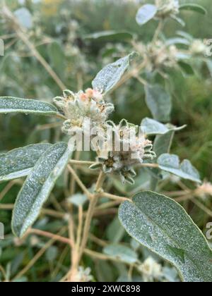 woolly croton (Croton capitatus) Plantae Stock Photo - Alamy