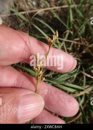 Slender Path Rush (Juncus tenuis) Plantae Stock Photo - Alamy