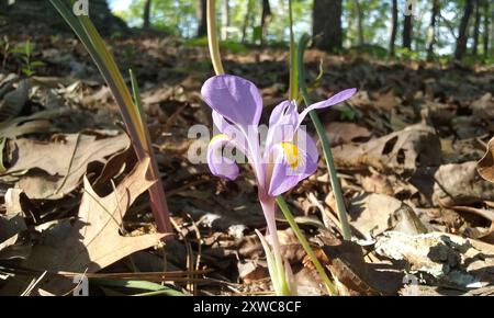 Dwarf Iris (Iris verna) Plantae Stock Photo - Alamy