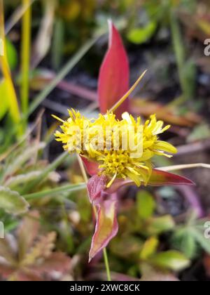 northern goldenrod (Solidago multiradiata) Plantae Stock Photo - Alamy