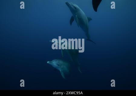Dolphins swimming inside the barrier reef of Mayotte lagoon Indian ...