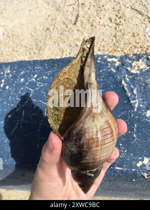 True Tulip (Fasciolaria tulipa) Mollusca Stock Photo - Alamy