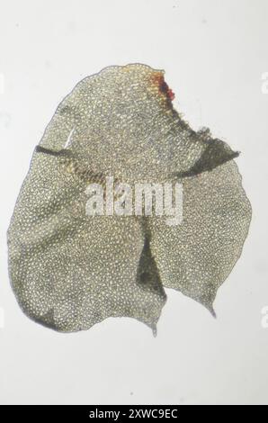 Large Notchwort (Trilophozia quinquedentata) Plantae Stock Photo - Alamy