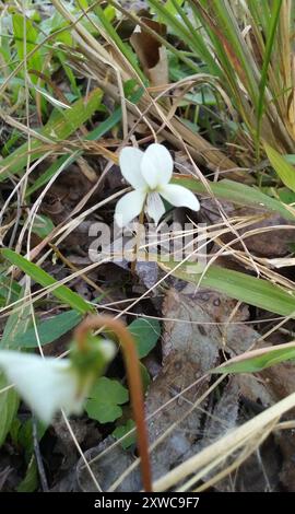 white bog violet (Viola lanceolata) Plantae Stock Photo - Alamy