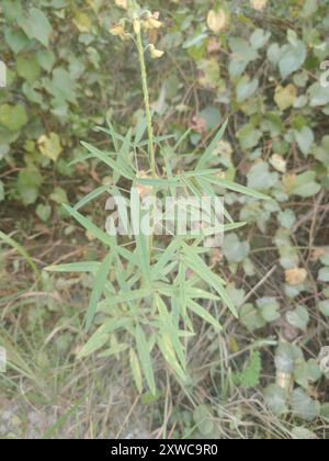 lanceleaf rattlebox (Crotalaria lanceolata) Plantae Stock Photo - Alamy