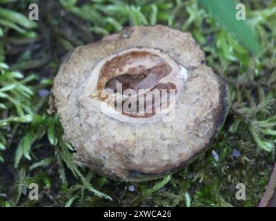 bitternut hickory (Carya cordiformis), Plantae, Shelburne, VT, USA ...