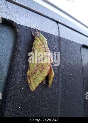 Pūriri moth (Aenetus virescens), Insecta, North Island, Auckland ...
