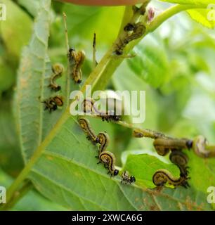 striped alder sawfly (Hemichroa crocea) Insecta Stock Photo - Alamy