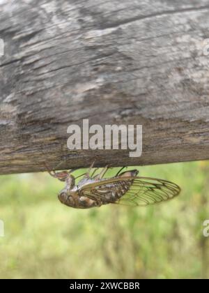 Olympic Scrub Cicada (Diceroprocta olympusa) Insecta Stock Photo - Alamy