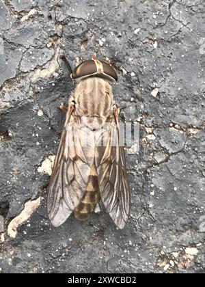True Horse Flies (Tabanus) Insecta Stock Photo - Alamy