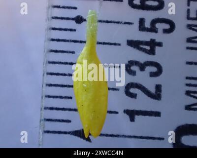 Pappose Tarweed (Centromadia parryi) Plantae Stock Photo - Alamy