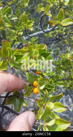 Pilo (Coprosma montana) Plantae Stock Photo - Alamy
