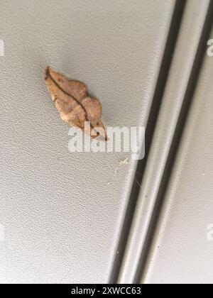 Juniper Geometer Moth (Patalene olyzonaria) Insecta Stock Photo - Alamy