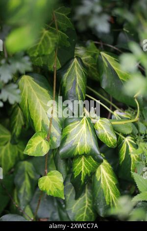 Persian Ivy (Hedera colchica) Plantae Stock Photo - Alamy