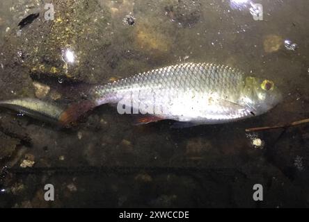 Characids (Characidae) Actinopterygii Stock Photo - Alamy