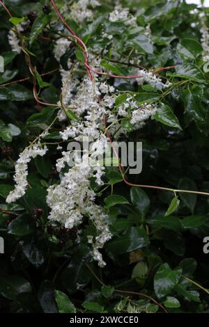 Russian Vine (Fallopia aubertii) Plantae Stock Photo - Alamy