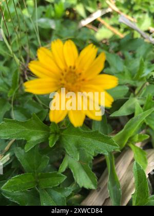 trailing daisy (Sphagneticola trilobata) Plantae Stock Photo - Alamy