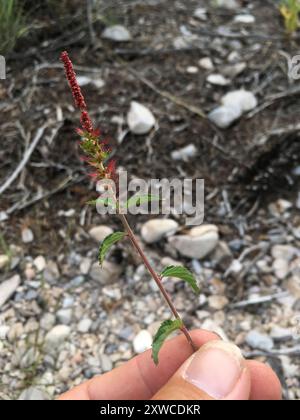 shrubby copperleaf (Acalypha phleoides) Plantae Stock Photo - Alamy