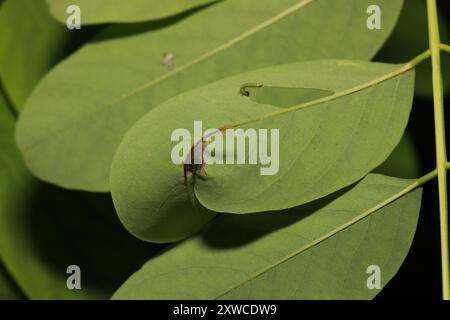 Locust Sawfly (Euura tibialis) Insecta Stock Photo - Alamy