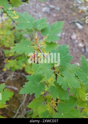 mountain gooseberry (Ribes montigenum) Plantae Stock Photo - Alamy